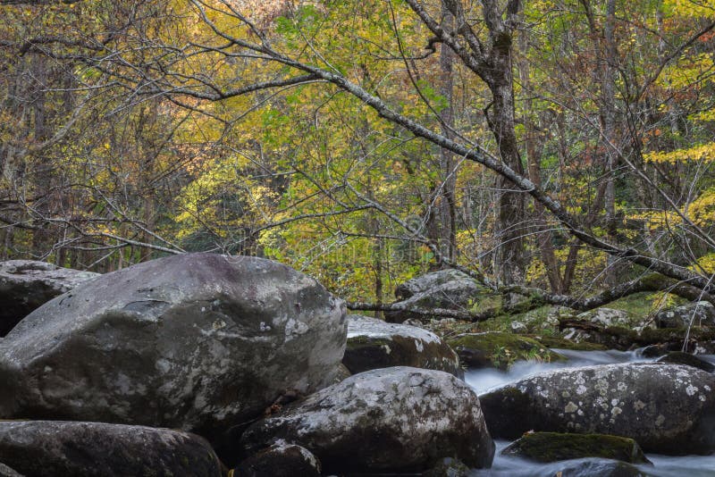 Large Deadfall Tree Top Across a Stream with Large Rocks in an Autumn ...