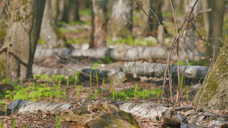 Large Deciduous Forest. Green Forest Nature Background. Dissolve the ...