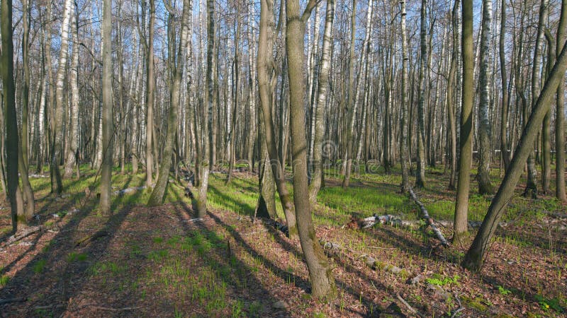 Large Deciduous Forest. Green Forest Nature Background. Dissolve the ...