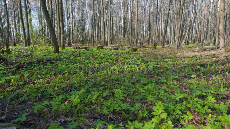 Large Deciduous Forest. Green Forest Nature Background. Dissolve the ...