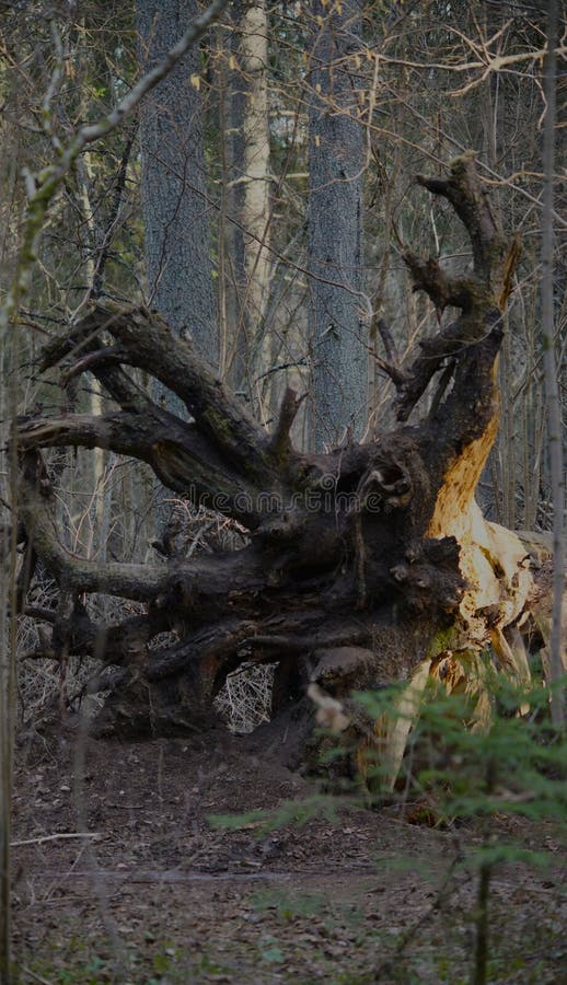 Large Deciduous Tree on the Ground in a Forest Stock Image - Image of ...
