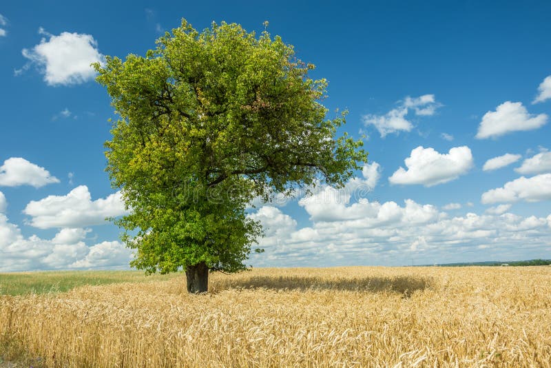 Large Tree Growing in the Corn Stock Image - Image of huge, lonely ...