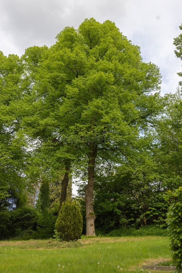 Large deciduous tree stock photo. Image of plant, tree - 319397374