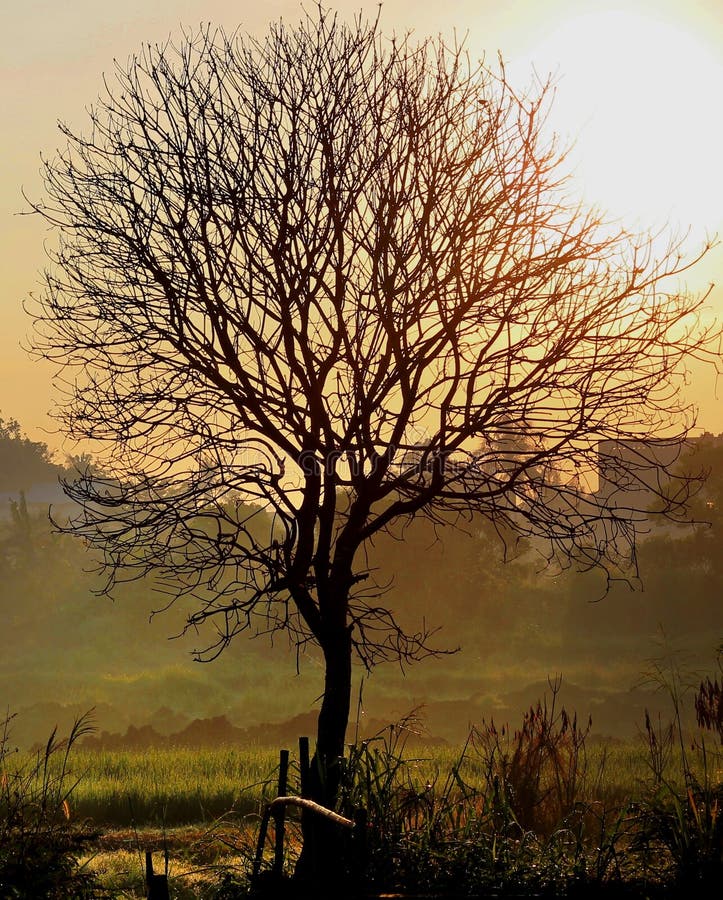 A Large Deciduous Tree in the Village in the Morning with Its Soft ...