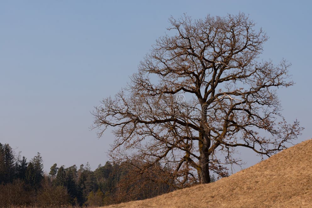 Large Tree on a Yellow Hill and Conifers on the Background Stock Image ...