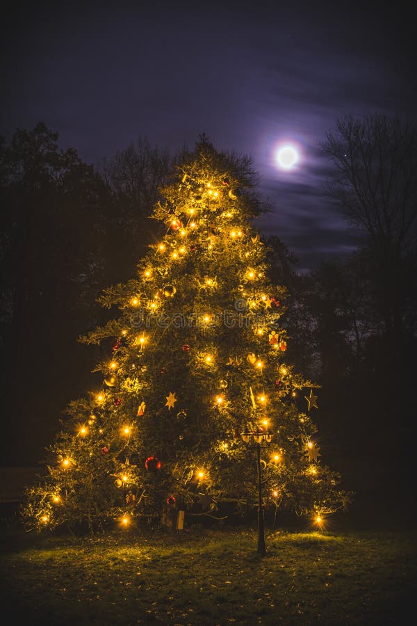 Large Decorated and Lit Christmas Tree at Night Time with Shining Moon ...