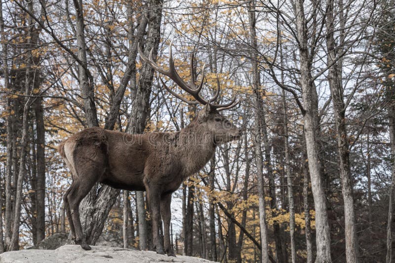 Large Deer in a Fall Forest Stock Photo - Image of outdoor, field: 79337346
