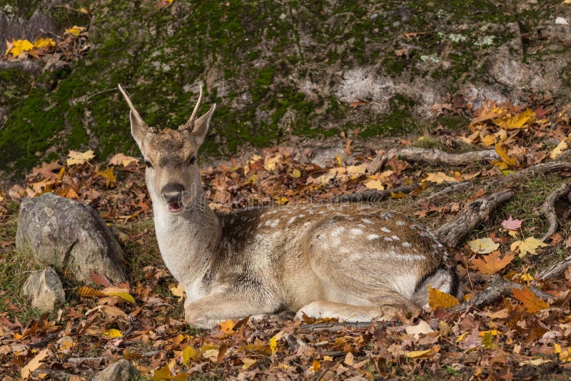 Large Deer in a Fall Forest Stock Photo - Image of eating, buck: 79338306