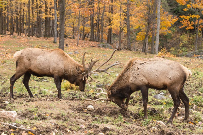 Large Deer in a Fall Forest Stock Image - Image of fall, feeding: 79340499