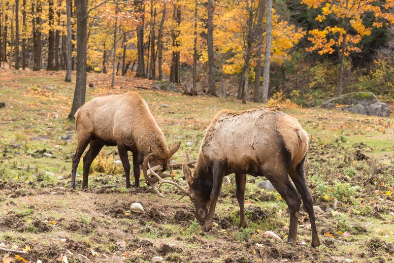 Large Deer in a Fall Forest Stock Image - Image of landscape, animal ...