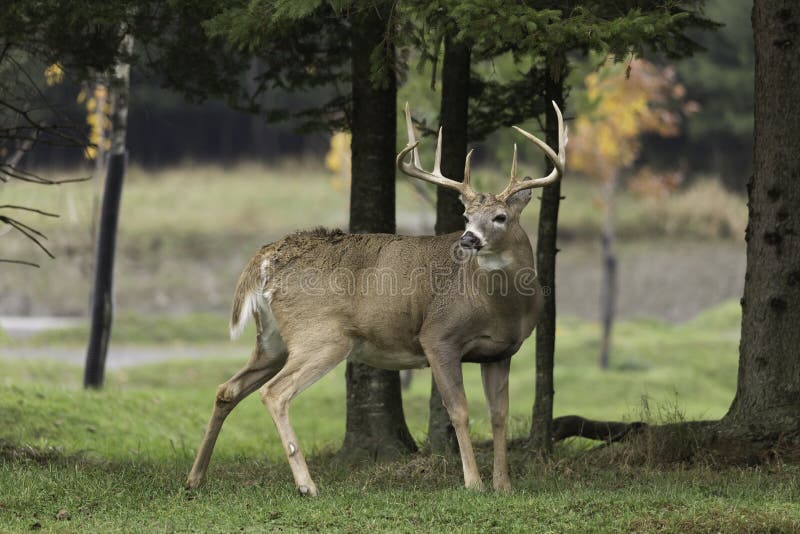 Large deer in the woods stock image. Image of fawn, mammal - 45823641