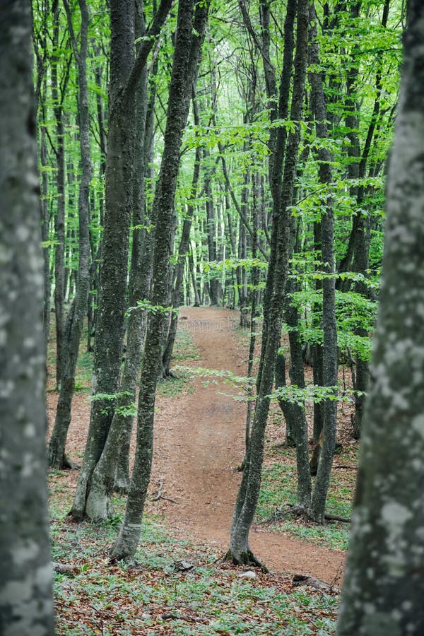 Large Dense Green Forest Big Trees Vegetation Stock Image - Image of ...