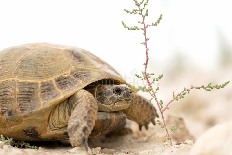 Desert turtle wild animal stock image. Image of sagebrush - 30543095