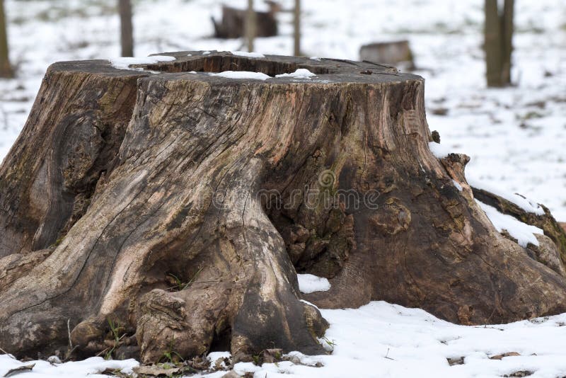 Large destroyed tree stump stock photo. Image of timber - 242565924