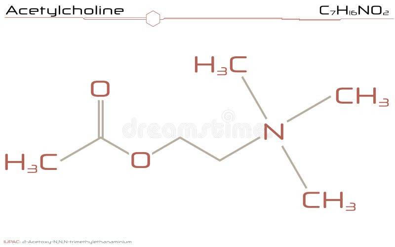 Acetylcholine Molecule, Skeletal Formula Stock Vector - Illustration of ...