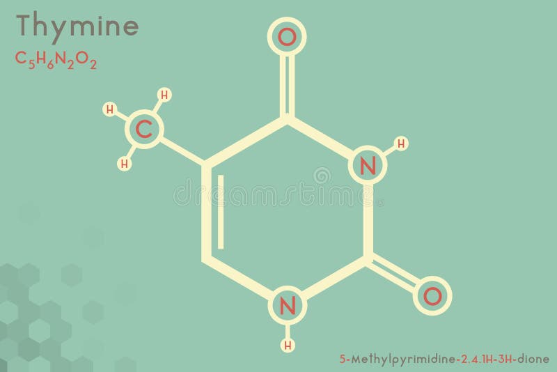 Thymine molecule stock vector. Illustration of atom, nucleobase - 65628926