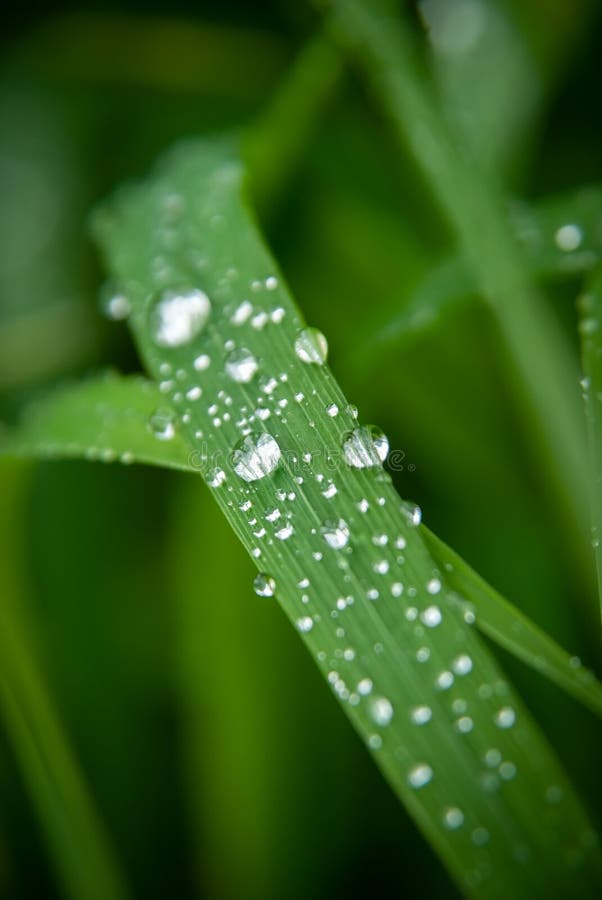 Large Dew Drops on Sedge Sheet. Stock Photo - Image of life, nature ...