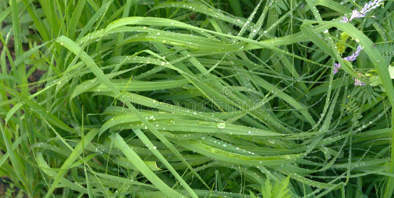 Large Dew on the Long Green Grass Top View Stock Image - Image of ...