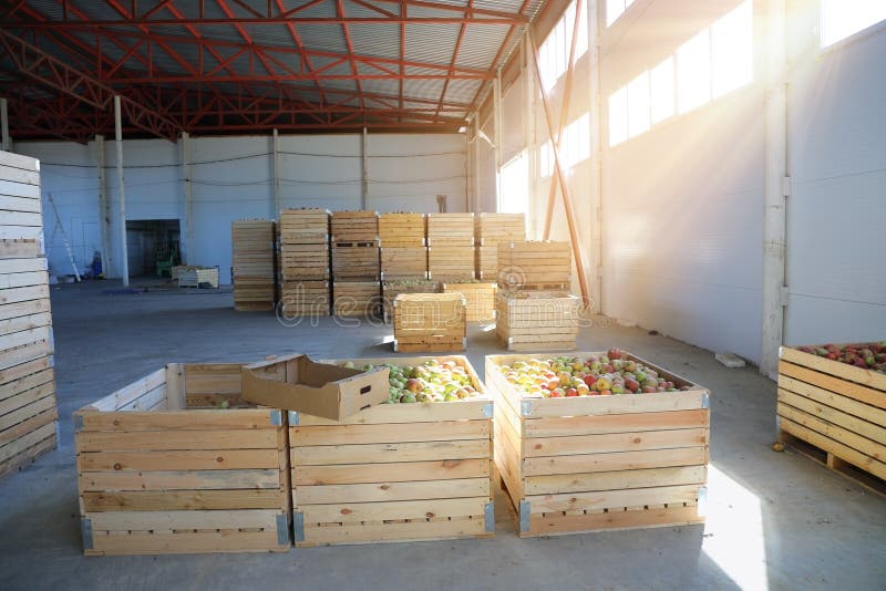 Large Distribution Warehouse with Crates Full of Fresh Apples Stock ...
