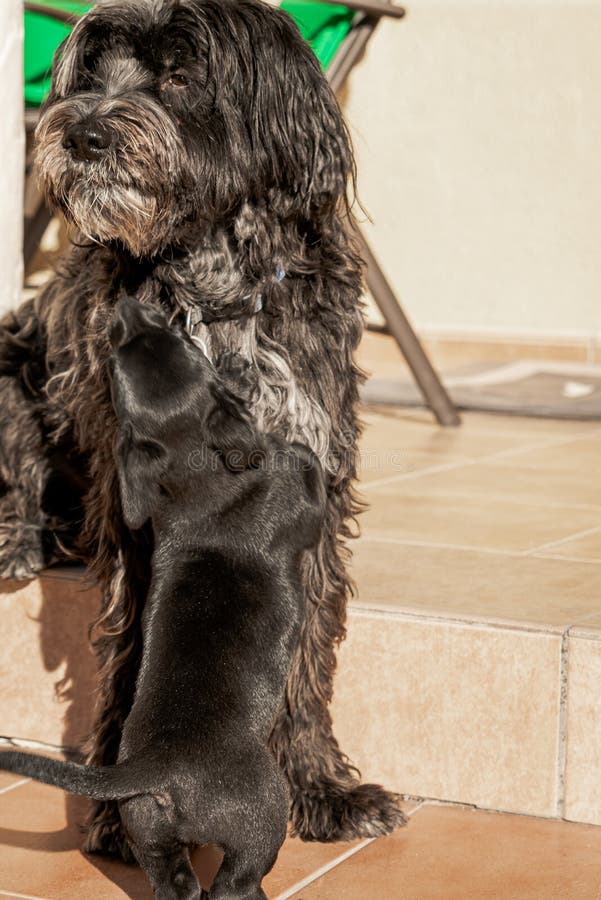Black puppy and dog hug stock image. Image of lovely - 205985903