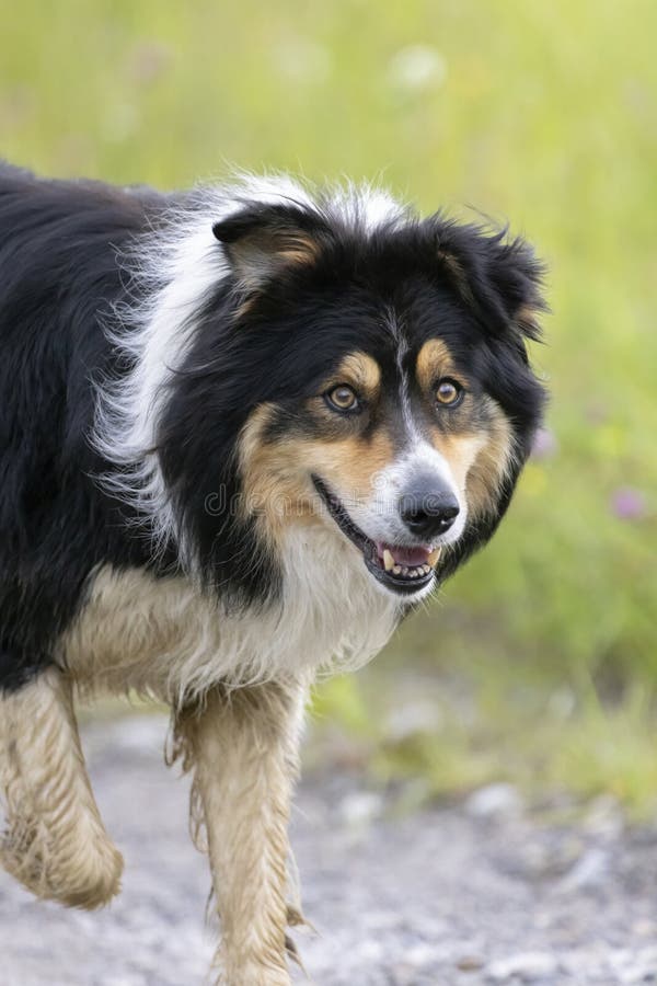 A Large Dog Caught on the Run Stock Image - Image of canine, summer ...