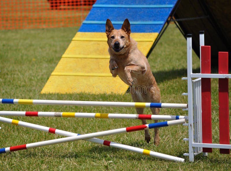 Large Dog Leaping Over a Jump at Agility Trial Stock Image - Image of ...