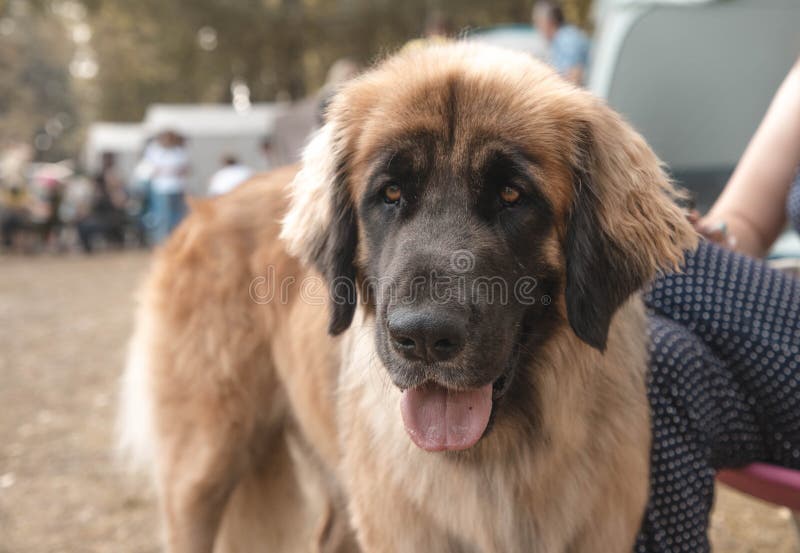 A Large Dog of the Leonberger Breed Looks into the Frame Stock Photo ...