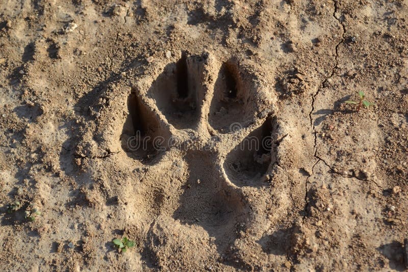 Large Dog Paw Footprint on the Ground Stock Image - Image of foot ...