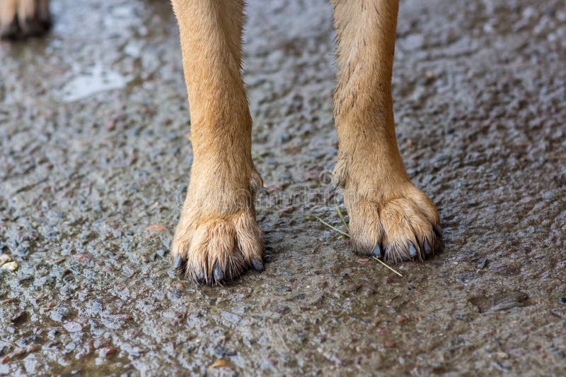 Large dog paws stock image. Image of portrait, animal - 66125507