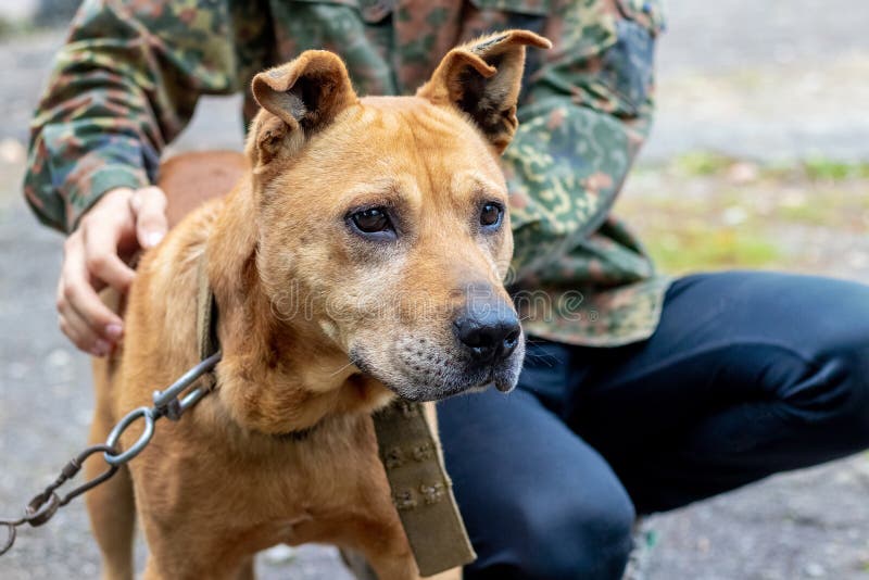 Large Dog Breed Amstaff Standing on the Grass Looking Up in the Park in ...
