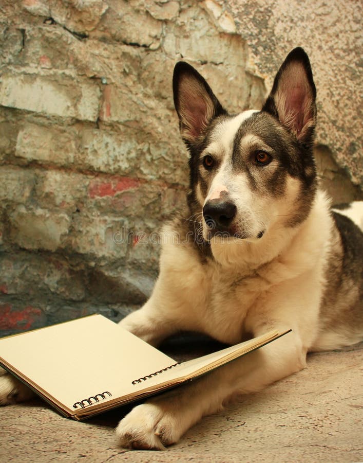 Large Dog Reading stock image. Image of adorable, educate - 47541819