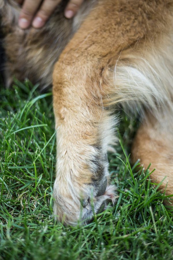 Large dog`s paw close-up stock photo. Image of hair - 125793424