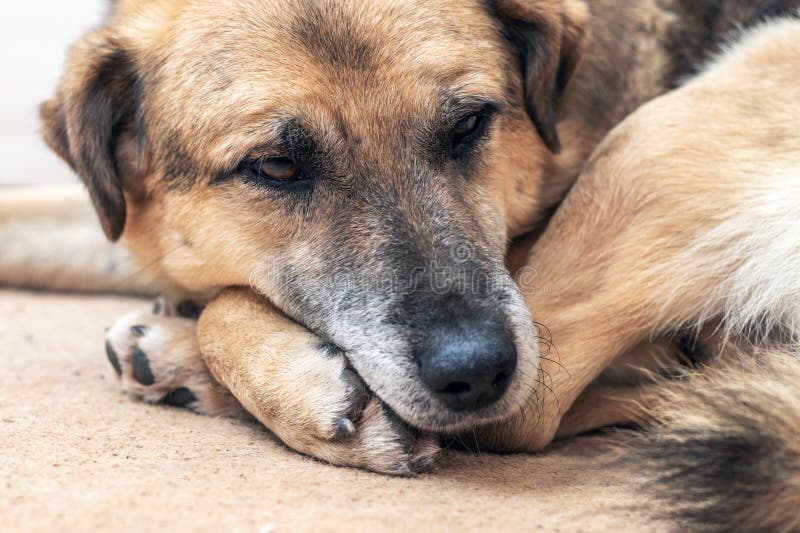 A Large Dog with a Sad Look is Lying on a Rug in the Room Stock Image ...