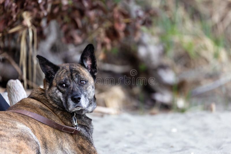 Large Dog Sitting Looking Over Its Shoulder in Washington State Stock ...