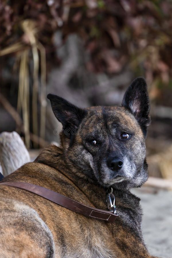 Large Dog Sitting Looking Over Its Shoulder in Washington State Stock ...