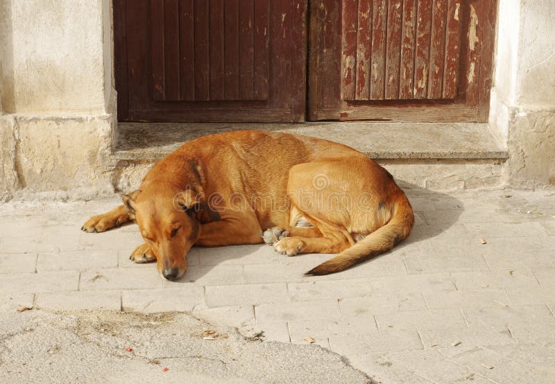 Dog nap stock image. Image of italian, snooze, care, animal - 29759123