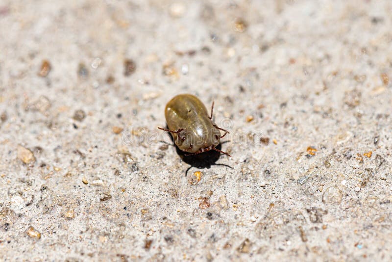 A large dog tick stock photo. Image of danger, isolated - 214267222