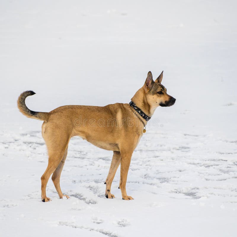A Large Dog Walks in the Park in Winter. Portrait of a Dog in Winter ...