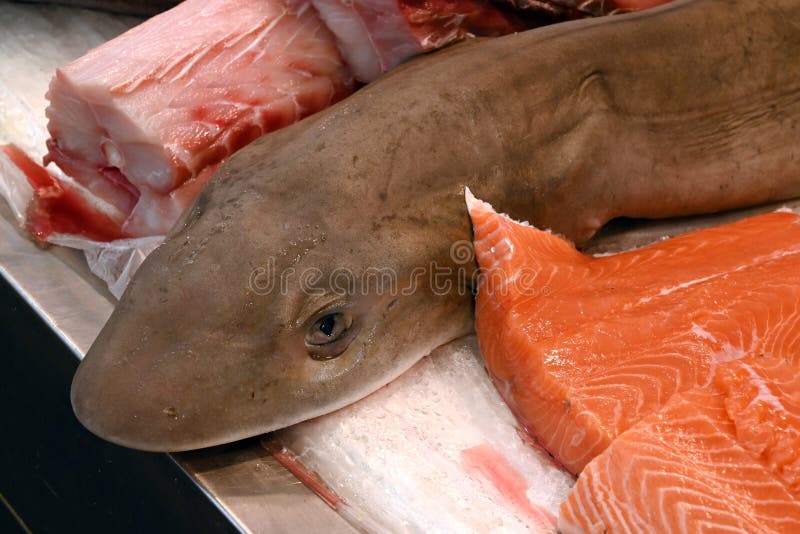 Large dogfish stock photo. Image of closeup, healthy - 346797802