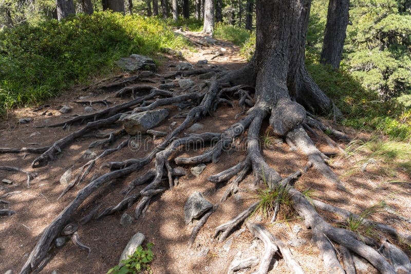 Large Dominant Lateral Roots Very Long, with Numerous Branches Stock ...