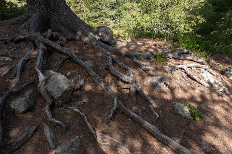 Large Dominant Lateral Roots Very Long, with Numerous Branches Stock ...