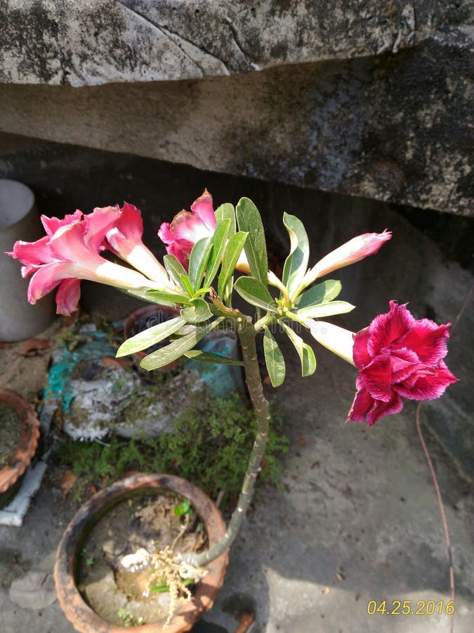 Large double Adenium stock image. Image of adenium, large - 70546345