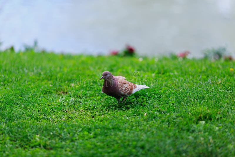 Large Dove in the Park on Green Grass Stock Photo - Image of autumn ...