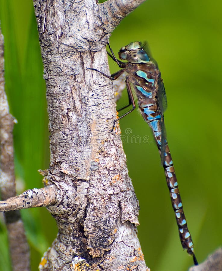 Large Dragonfly stock image. Image of wings, dragonfly - 10746267