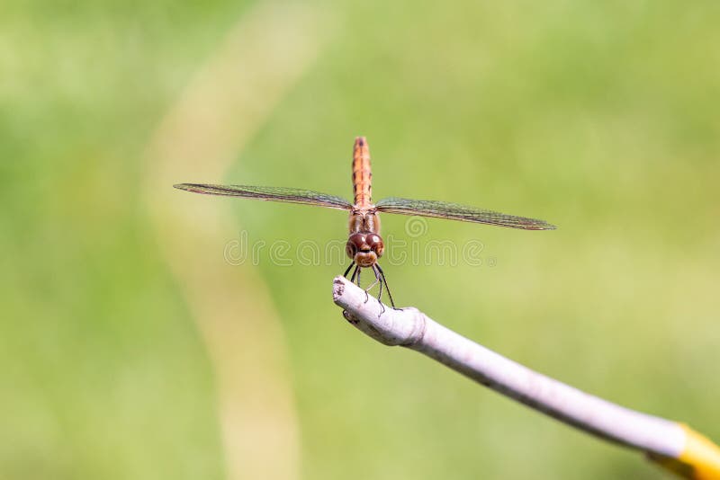 Front View at a Large Dragonfly Sitting at the End of a Stick Stock ...