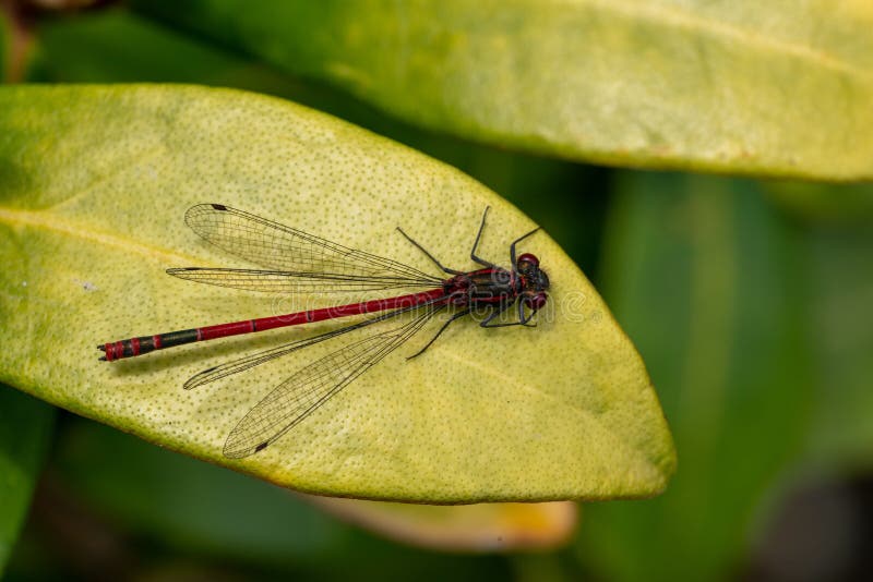 Large Dragonfly on a Green Plant Stock Image - Image of wing, animal ...