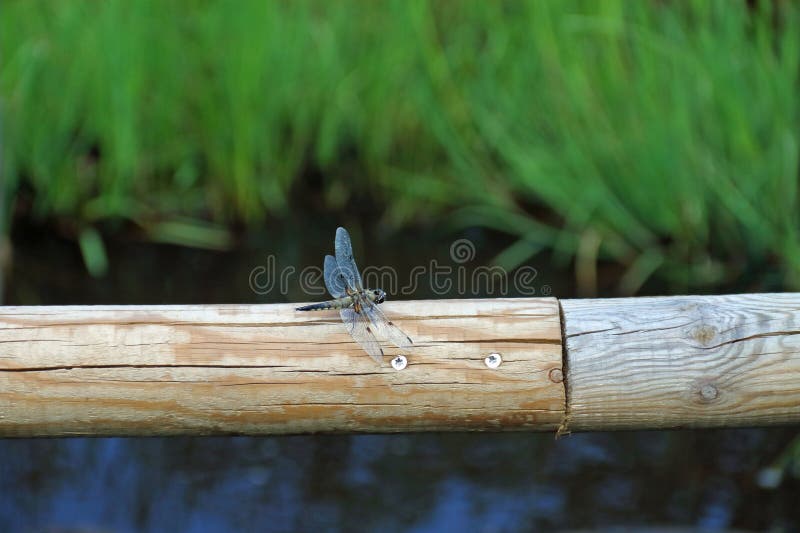 Large Dragonfly Hunting for Insects Stock Image - Image of railing ...
