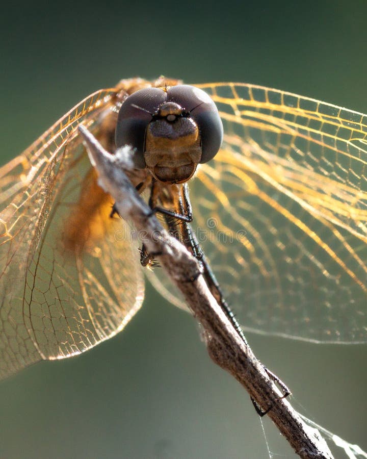 A Large Dragonfly with Its Wings Spread Out To Dry on Top Stock Image ...