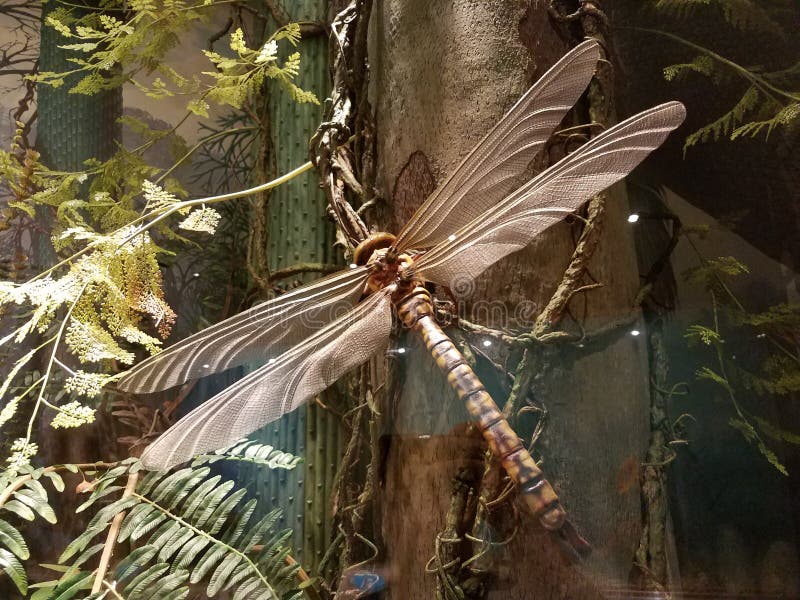 Large dragonfly on tree stock image. Image of animal - 97755137