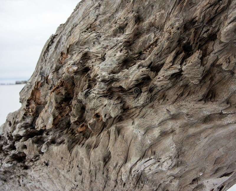 Large Driftwood on Beach stock image. Image of ocean - 48311845